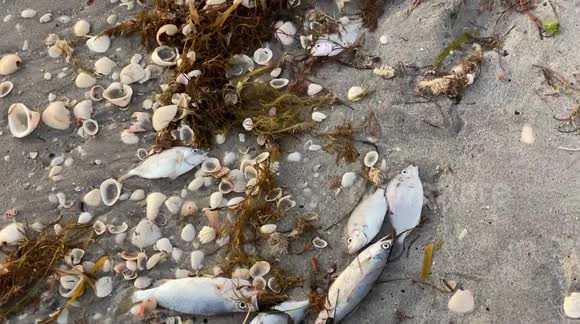 Dead fish, stinky seaweed spoils tourist season in Southern Florida ...