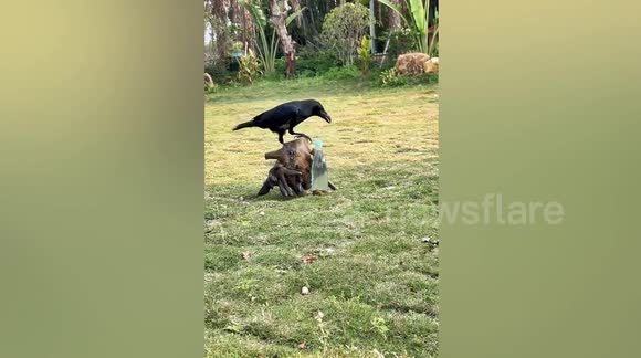 This genius crow knows how to get its thirst quenched with this simple ...