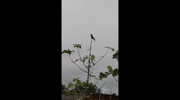 Neelkanth Bird Sitting on Tree Top . state bird of Odisha . Indian ...