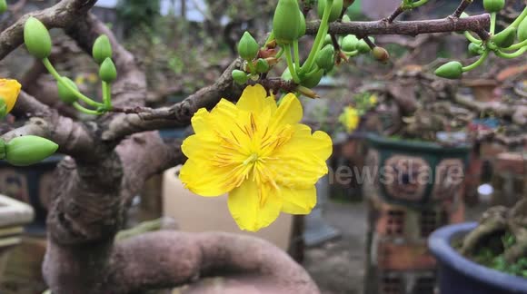 Ochna integerrima, Yellow Mai flower, Mai vang, Hoa mai, Hoang mai ...