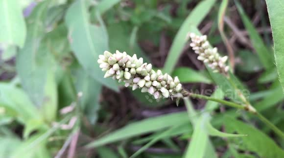 Polygala senega, Seneca snakeroot, senega snakeroot, senegaroot ...