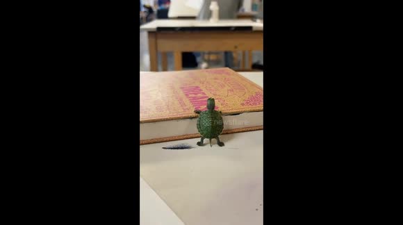 Student of the month! Tiny turtle goes to school with owner and pays ...