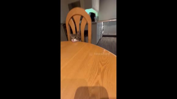 Mickey Mischief taking a cheese puff - Buy, Sell or Upload Video ...