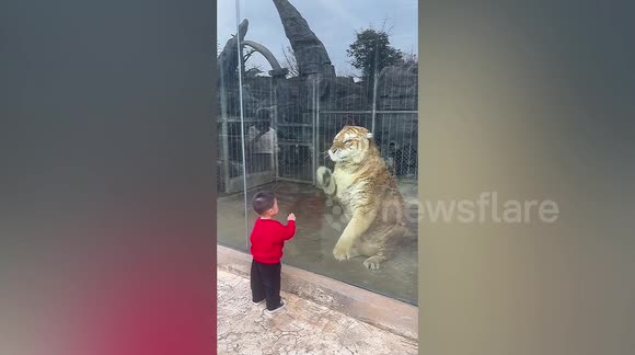 Tiger playfully responds to toddler's 'paw-punching' through enclosure ...