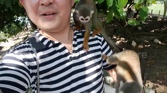 Cheeky wild squirrel monkeys jump onto park-goer body parts - Buy, Sell ...