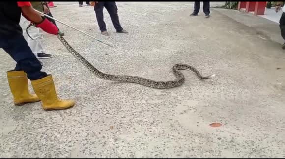 Dramatic, Firefighters Evacuate Pythons From Residents' Houses - Buy ...