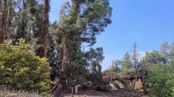 Strong winds knock down trees in California’s bay area blocking roads ...