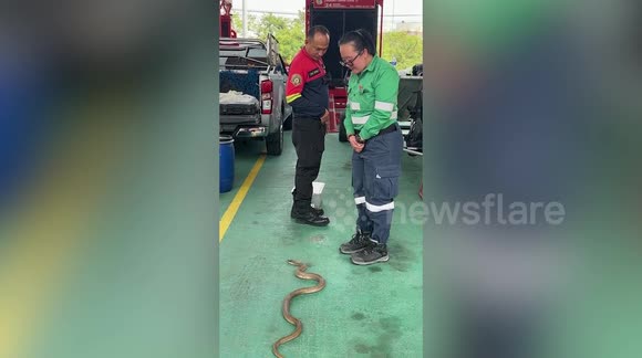 Paramedic stand still like statues as snake slinks around their feet ...