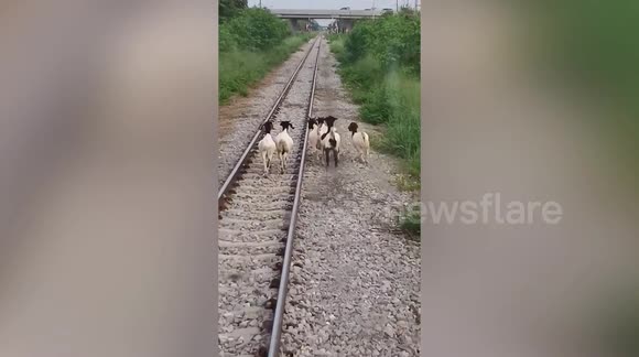 Pack of baby goats hilariously run on train tracks, disrupt train - Buy ...
