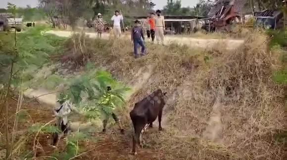 Farmers rescue stuck cow from ditch using excavator - Buy, Sell or ...