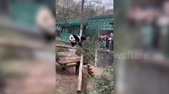 Twerking panda thrills onlookers by scratching off itchy backside - Buy ...