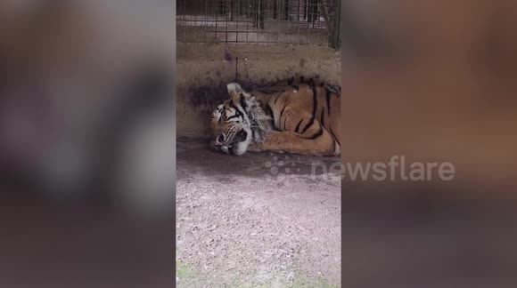 Emaciated animals found at neglected zoo in the Philippines - Buy, Sell ...