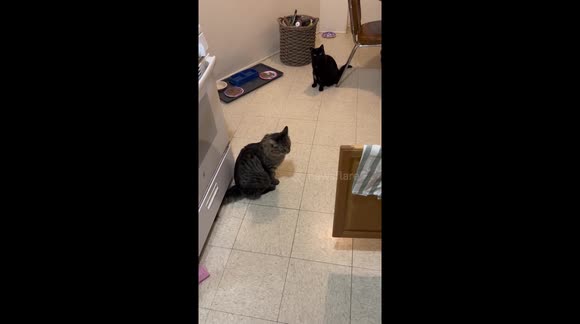 Cat's Kitchen Nightmare: Hilarious Mishap with a Piece of Paper Stuck ...