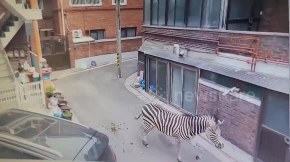 Escaped zebra causes traffic chaos after breaking free from Seoul zoo ...