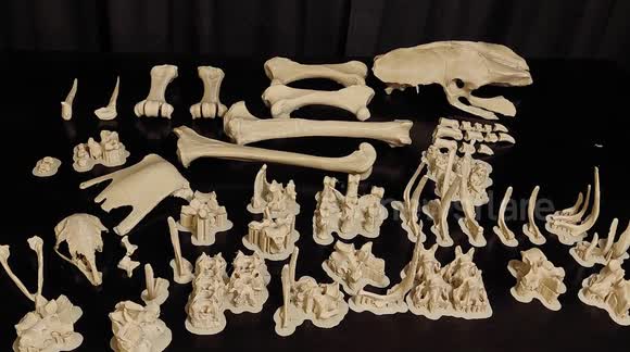 Inside the 630-hour process of 3D printing an extinct mega bird from ...