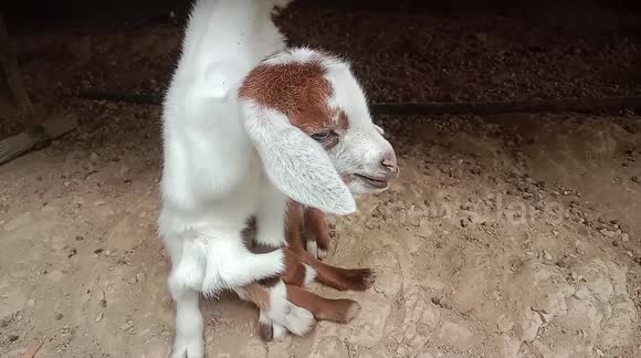 'Spider' goat with eight legs born in the Philippines - Buy, Sell or ...