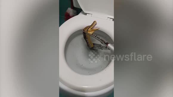 Terrified housewife recalls moment she found PYTHON in the toilet - Buy ...