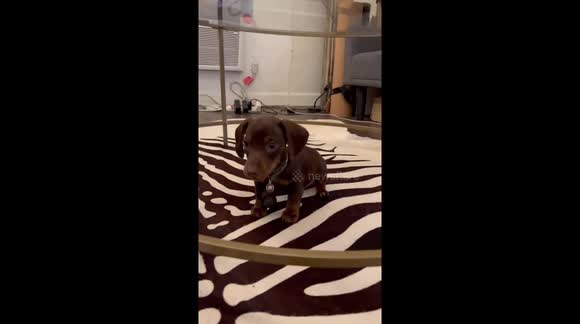 Clumsy puppy quickly figures out how glass works after bumping head on ...