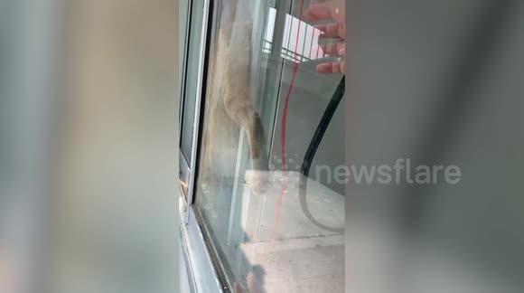 Cat rescued after getting stuck in awkward position between window and ...