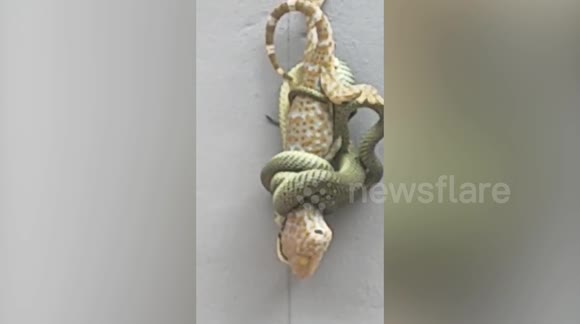 Fascinating footage shows snake strangling gecko - Buy, Sell or Upload Video Content with Newsflare