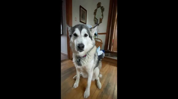 Our Alaskan Malamutes are a pack that do everything together expressing ...