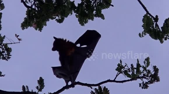 So funny the bat look like dancing at the tree in Batusangkar City ...