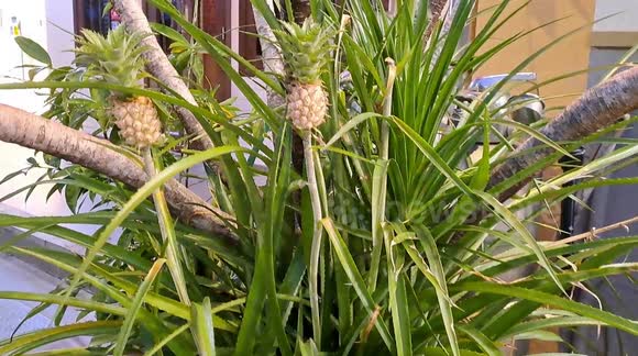 The smallest pineapple ever seen - Buy, Sell or Upload Video Content ...