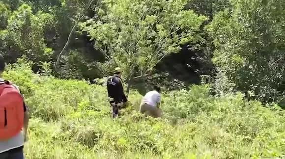 Vulnerable Visayan leopard cat caught in snare rescued in the ...