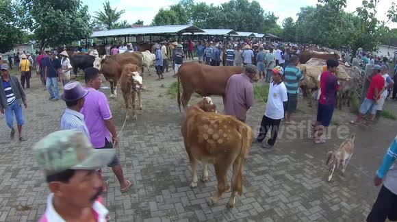 Traditional Cattle Livestock in Yogyakarta On the eve of Eid al-Fitr In ...