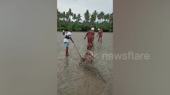 Firemen drag huge crocodile across beach in Malaysia - Buy, Sell or ...