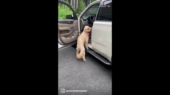 Excited doggo greets owner's BFF as if she'd waited years to get a ...