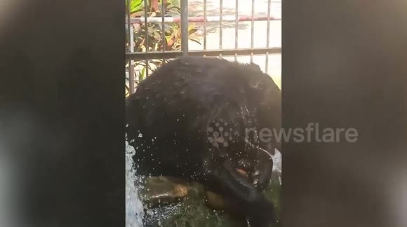 Rescued bear joins Songkran festival water fights with cool shower in ...