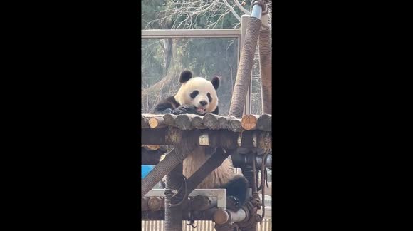 Meet Ya Ji, the adorable panda taking China's social media by storm ...