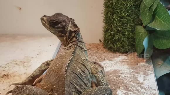 These lizards look like Dinosaur with big eyes and a spiky green skin ...