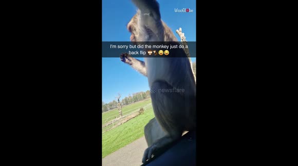 Mom & Daughter in hysterics after seeing a monkey do a backflip ...