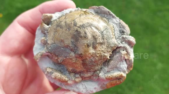This is how to expose a 4-million-year-old crab fossil concealed in ...