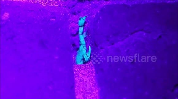 Britain's only Scorpion colony living in Kent - Buy, Sell or Upload ...