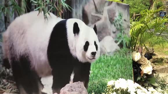 Zoo holds memorial service for beloved giant panda that died in ...
