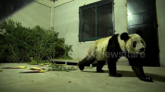 Famous panda Ya Ya returns to China after 20 years in the US - Buy ...