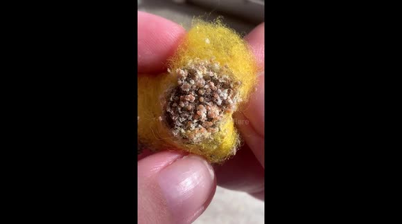 Skin-crawling footage of baby spiders emerging from golden orb egg sac ...