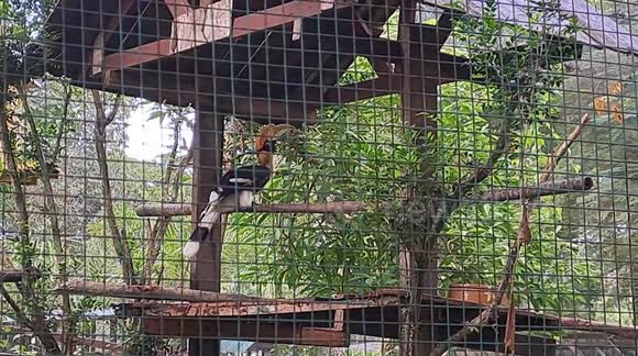Hornbill dances in enclosure at Zoo Malaysia - Buy, Sell or Upload ...