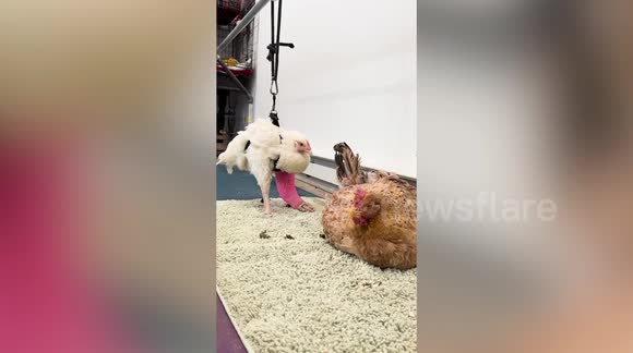 Rescue chicken that suffered a broken leg is now walking properly ...