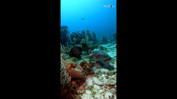 Impeccable Symbiotic relationship with Hawksbill Turtle and Angelfish ...