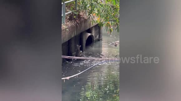 Fierce monitor lizards wrestling in fight for territory along dirty ...