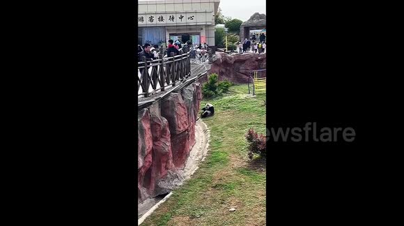 Outrage as visitor feeds panda Coke at Chinese zoo - Buy, Sell or ...