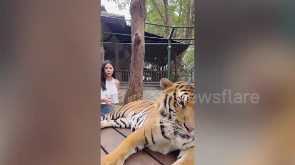 Irritated tiger trolls woman by hitting her with his tail at zoo in ...