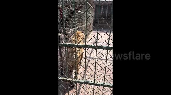 Tiger sprays tourist with urine during filming at Chinese wildlife park ...