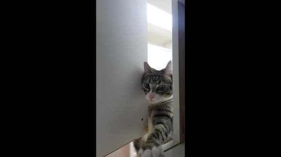 Hidden camera inside kitchen cabinet captures nosy cat looking around ...