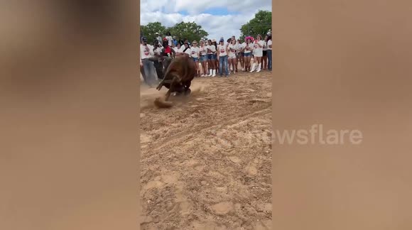 Fearless students wrestle with raging bulls at rodeo in Texas - Buy ...