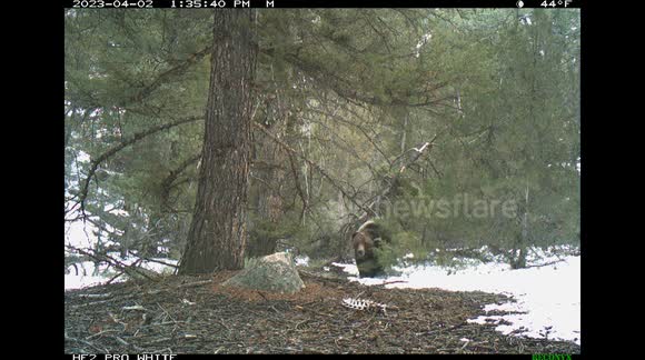 Trail Cam Captures Grizzly Bear Chasing Moose - Buy, Sell or Upload ...